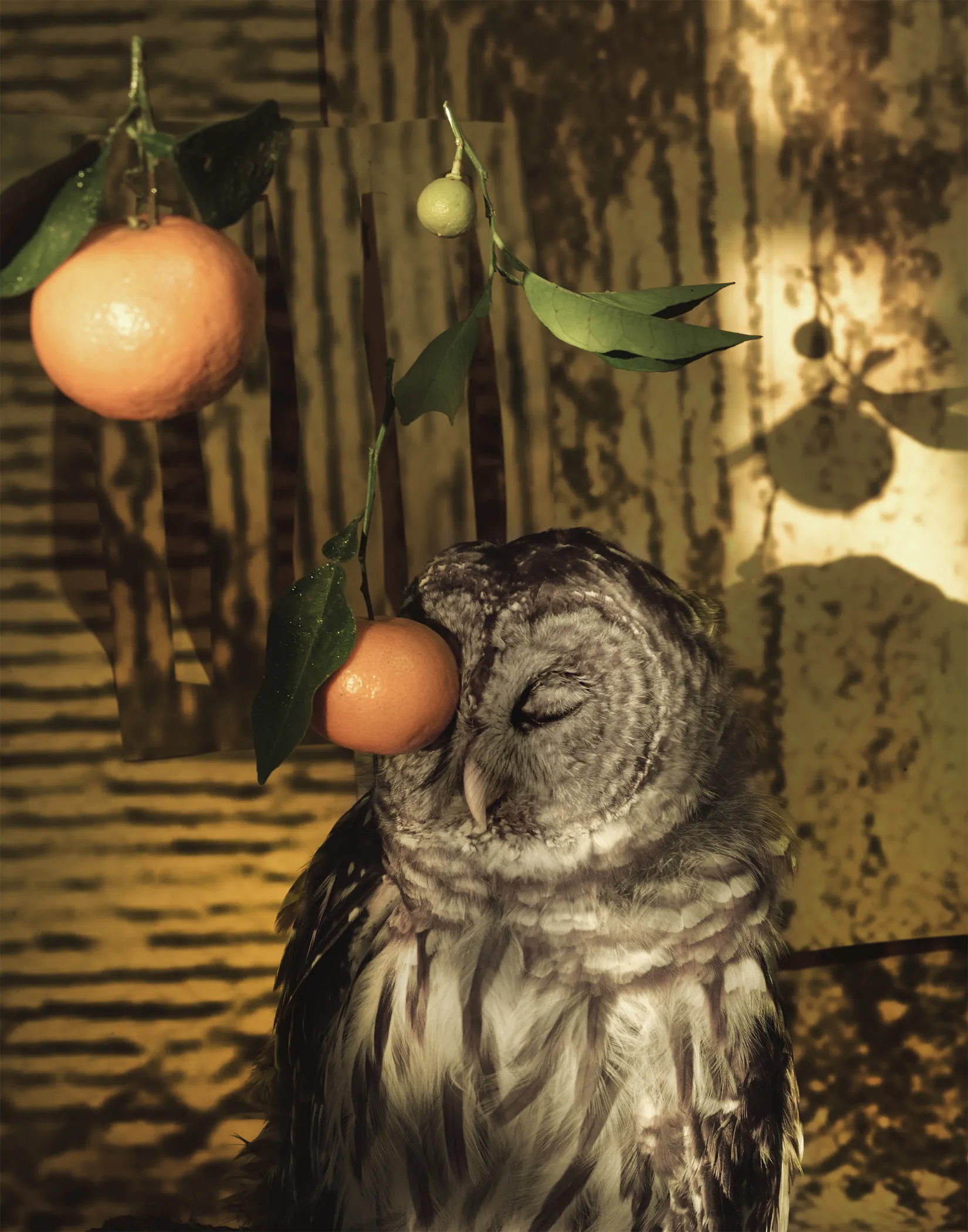 Sheida Soleimani: Panjereh | 1International Center of Photography